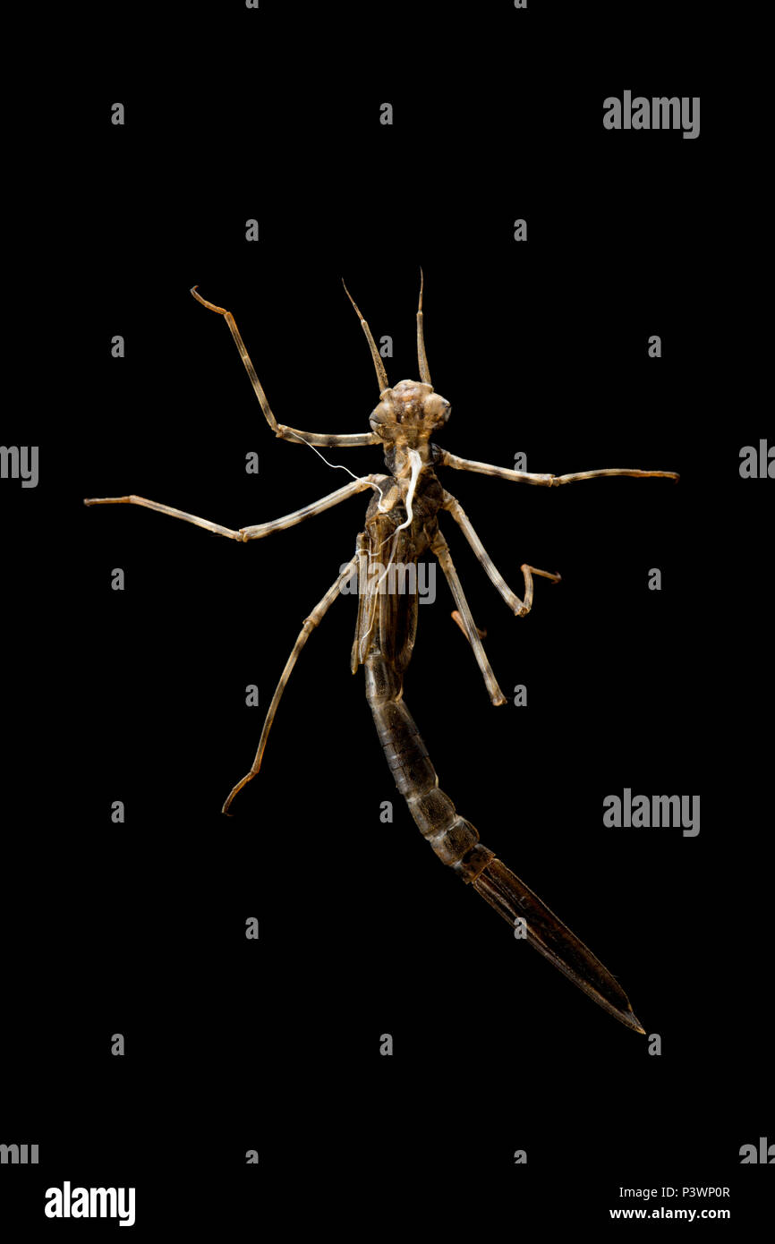 Skin moulting hi-res stock photography and images - Alamy