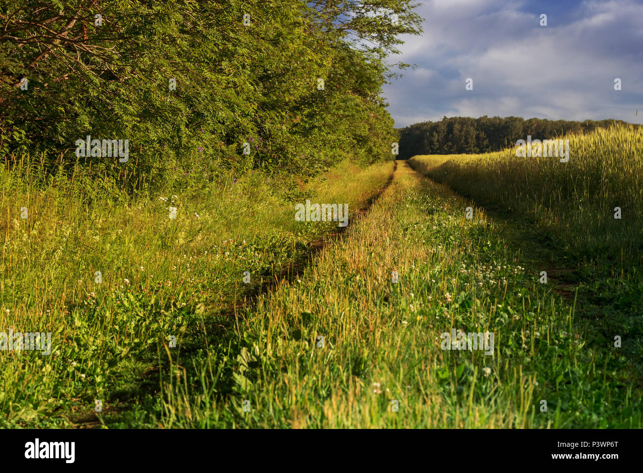 Road along a farm grain field Stock Photo - Alamy