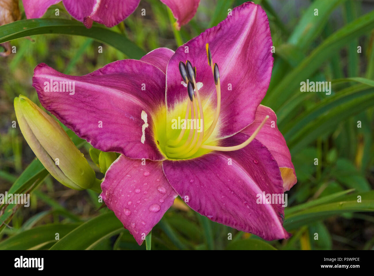 A Day Lilly blooms in a North Carolina garden Stock Photo - Alamy