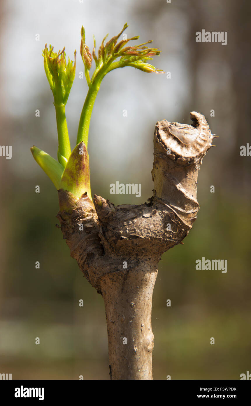 Devils walking stick hi-res stock photography and images - Alamy