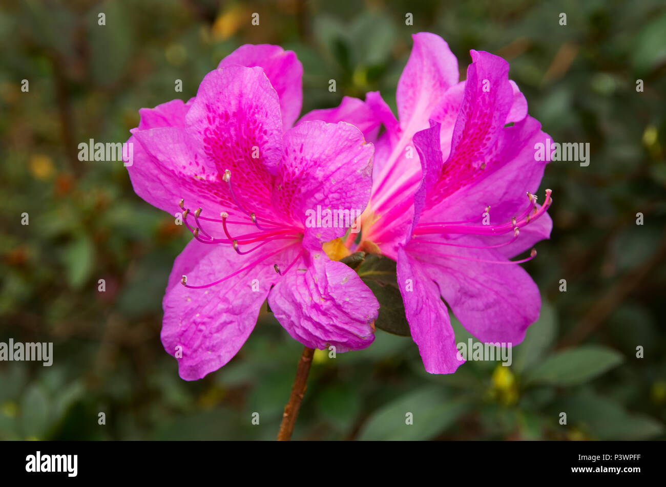 A Double Azalea blossom on an Azalea Bush on a farm in Eastern North ...