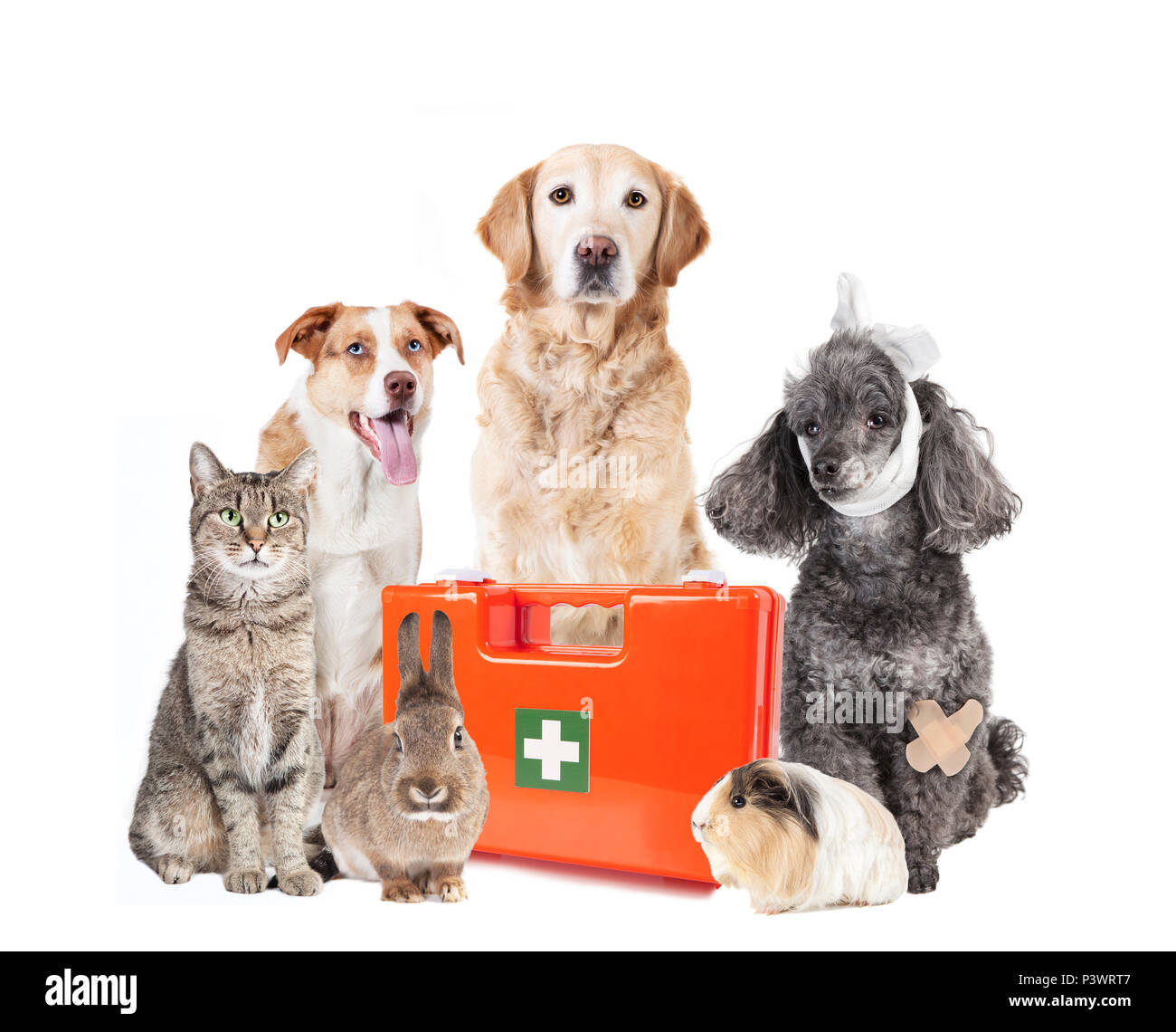 various sick pets and a first aid box against a white background Stock ...