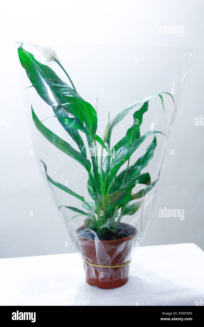 Envoltas hi-res stock photography and images - Alamy