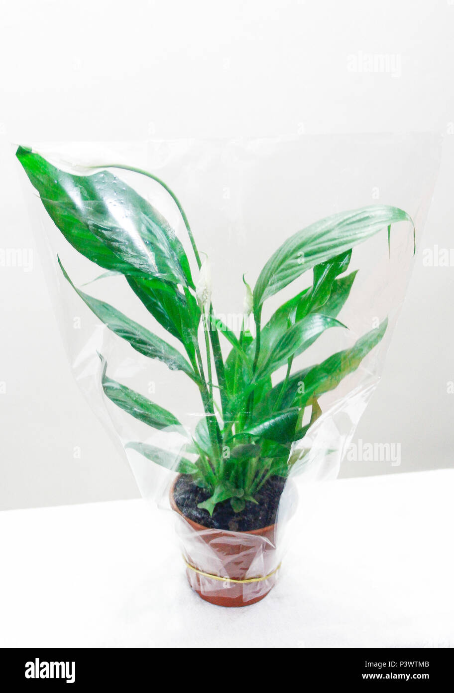 SÃO PAULO, SP - 16.06.2016: PLANTA ENVOLTA COM PLÁSTICO - Foto de ...