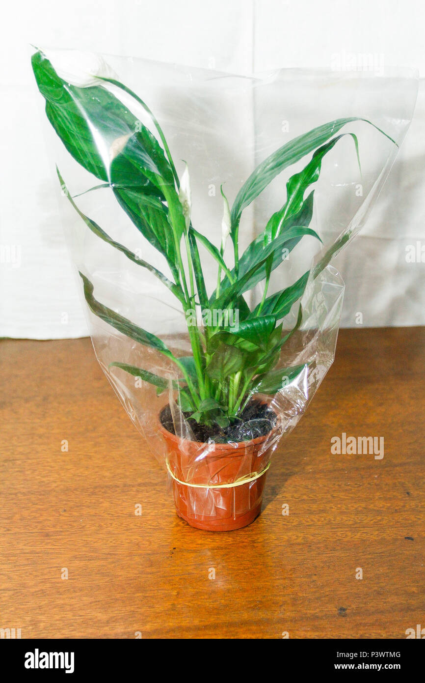 Vaso de planta hi-res stock photography and images - Alamy