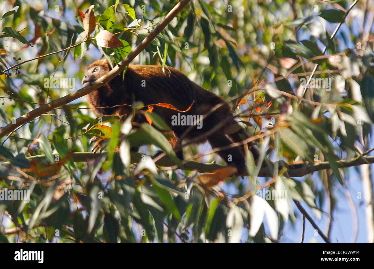 JUNDIAÍ, SP - 27.06.2016: MACACO DA ESPÉCIE SAUÁ - Macaco da espécie ...