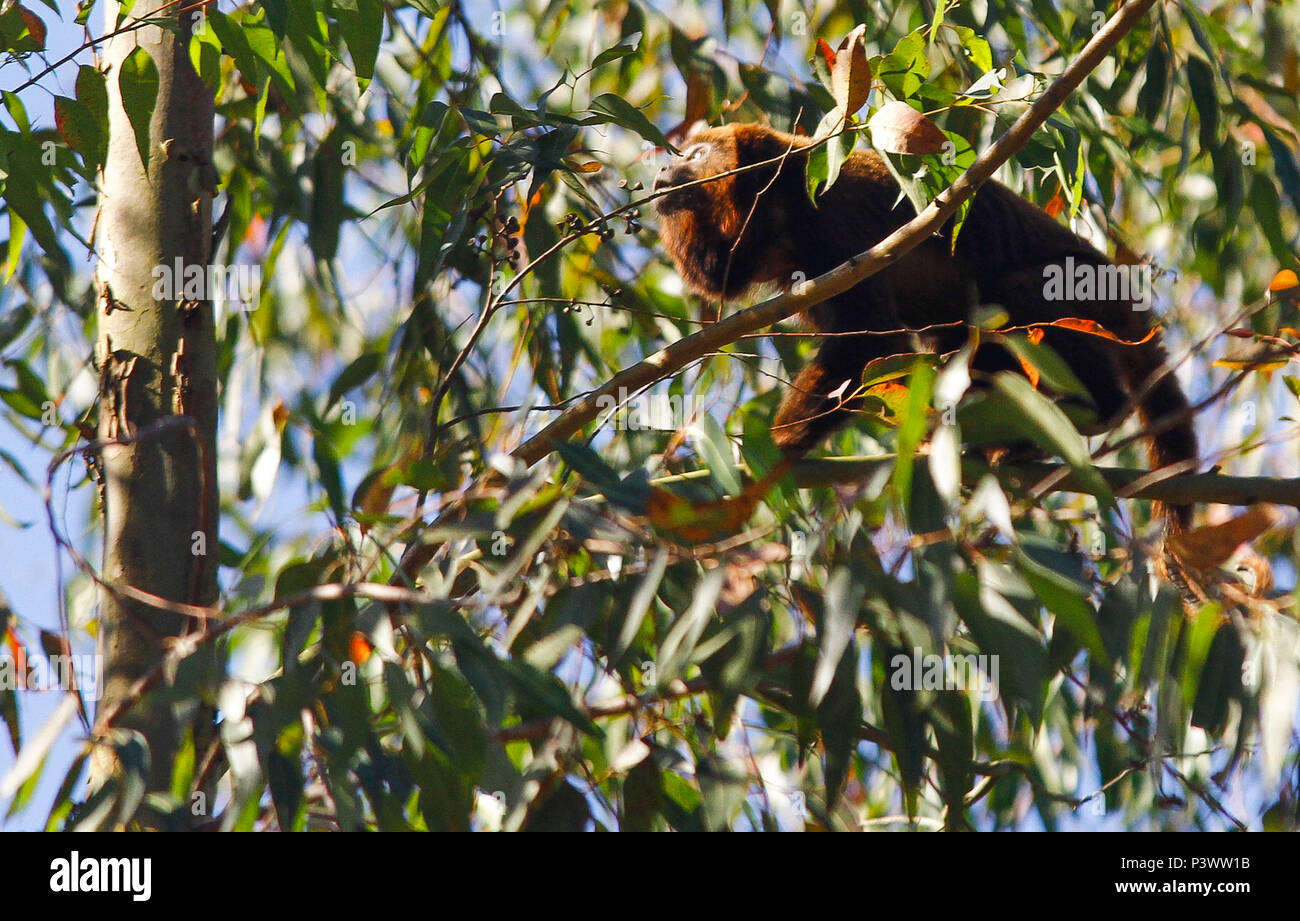 JUNDIAÍ, SP - 27.06.2016: MACACO DA ESPÉCIE SAUÁ - Macaco da espécie ...