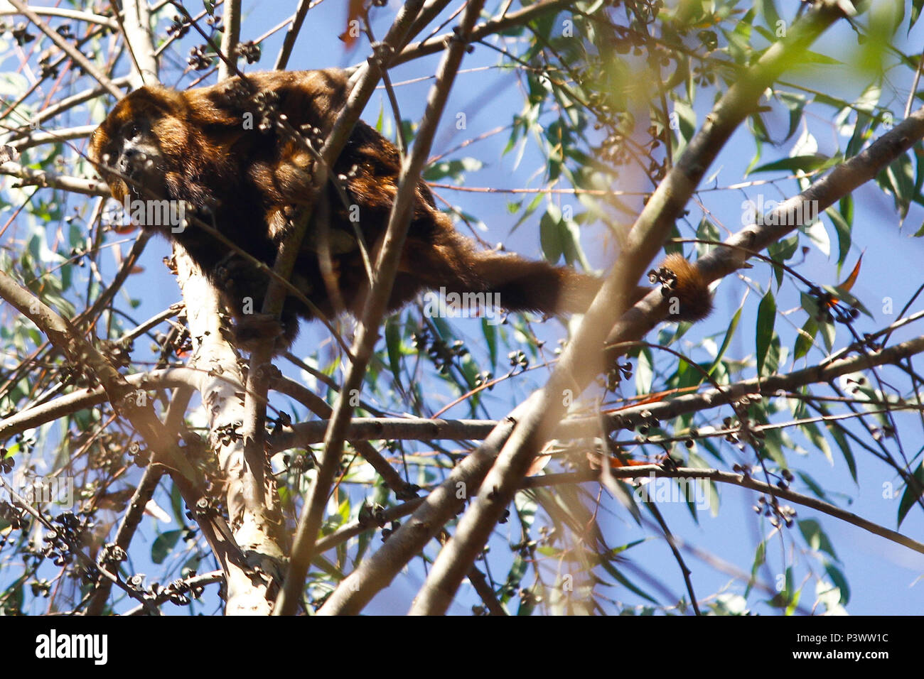 Especie de macaco hi-res stock photography and images - Alamy