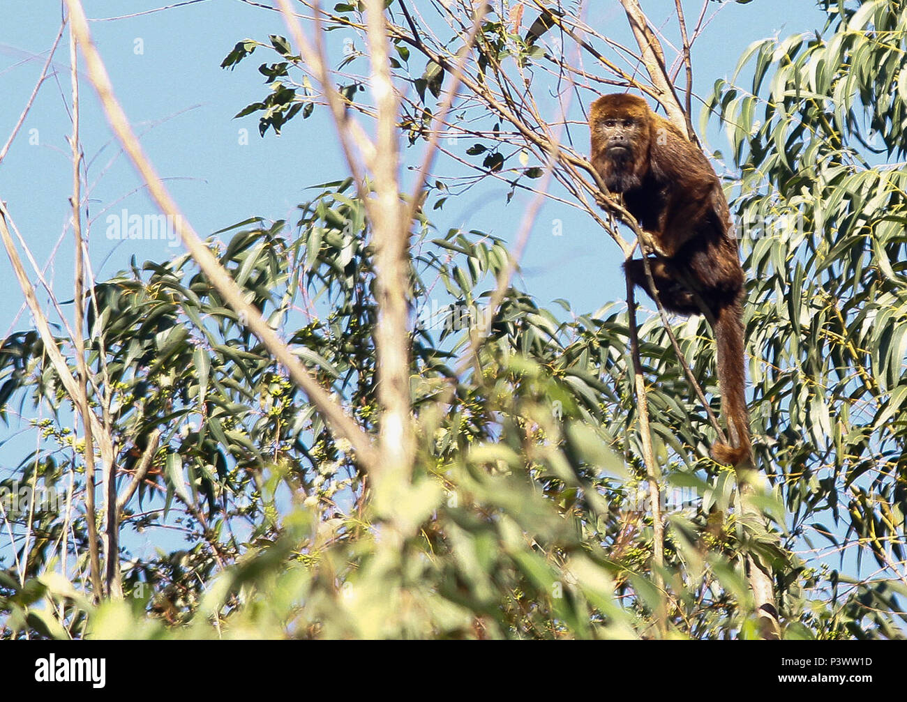 JUNDIAÍ, SP - 27.06.2016: MACACO DA ESPÉCIE SAUÁ - Macaco da espécie ...