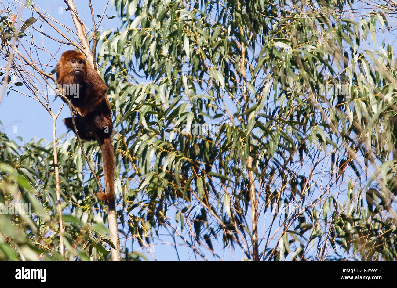 JUNDIAÍ, SP - 27.06.2016: MACACO DA ESPÉCIE SAUÁ - Macaco da espécie ...