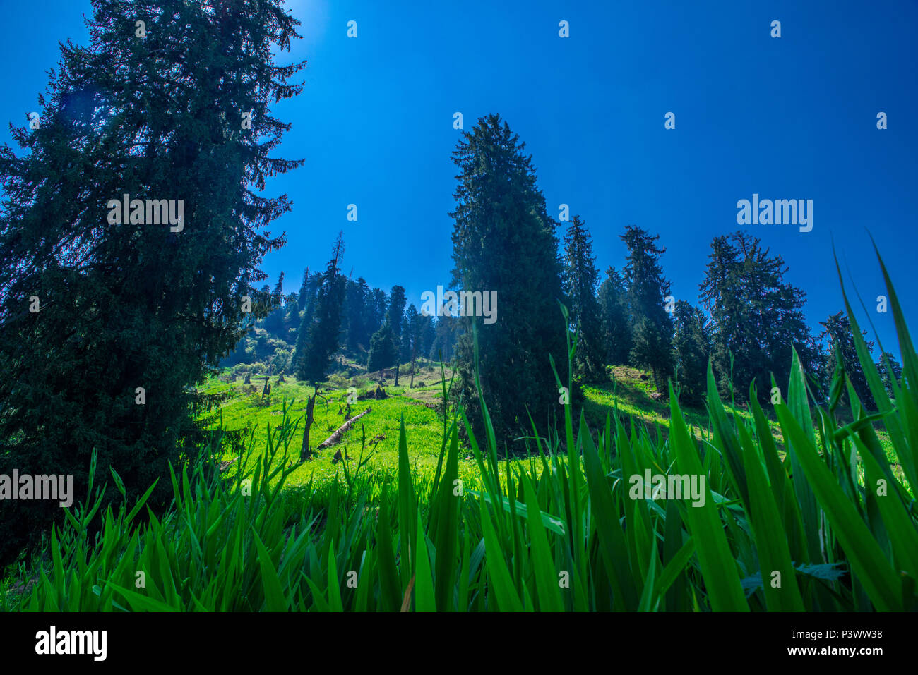 India wild flowers hi-res stock photography and images - Alamy