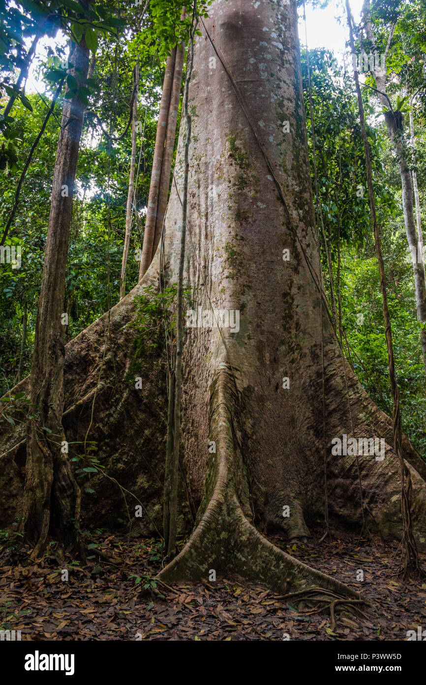 Excelsa plant High Resolution Stock Photography and Images - Alamy