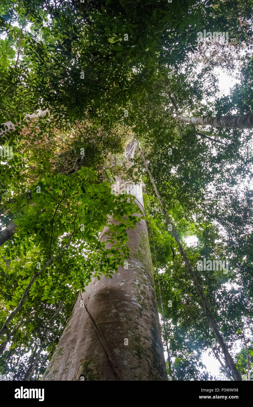 Tropical Rainforest Tualang