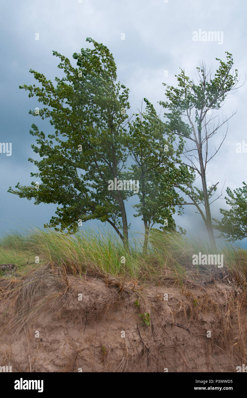 sand dunes at pinery provincial park in ontario canada Stock Photo - Alamy
