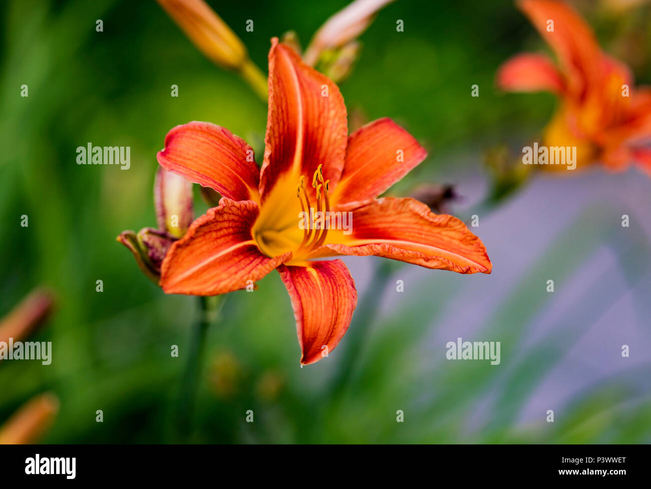 Hemerocallis fulva hi-res stock photography and images - Alamy