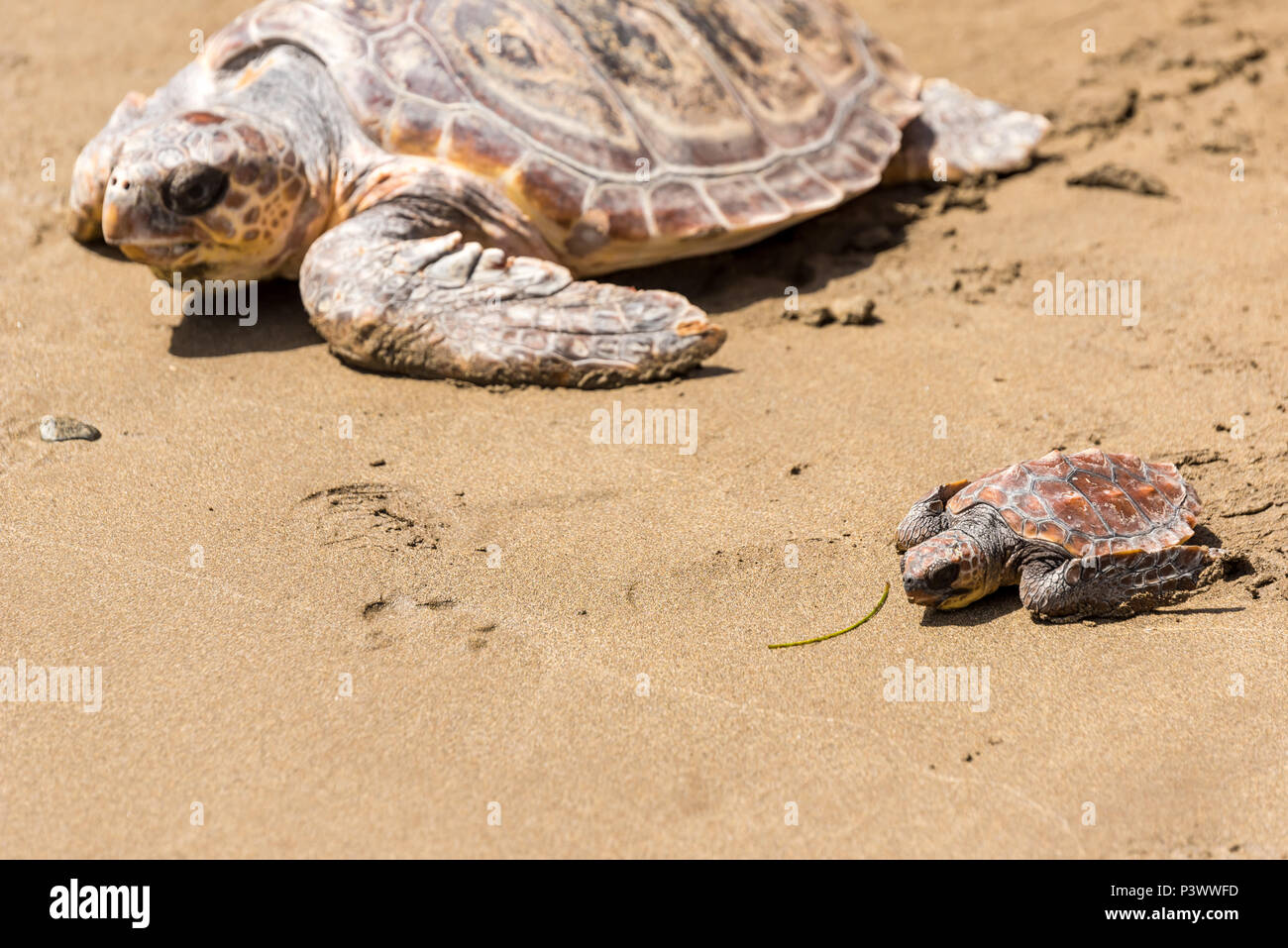 Turtle Baby with mother on beach Stock Photo - Alamy