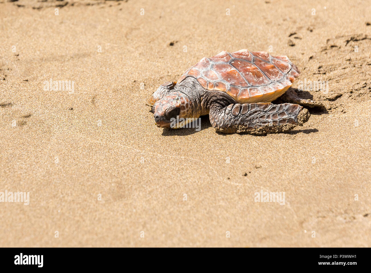 Turtle Baby on beach Stock Photo - Alamy