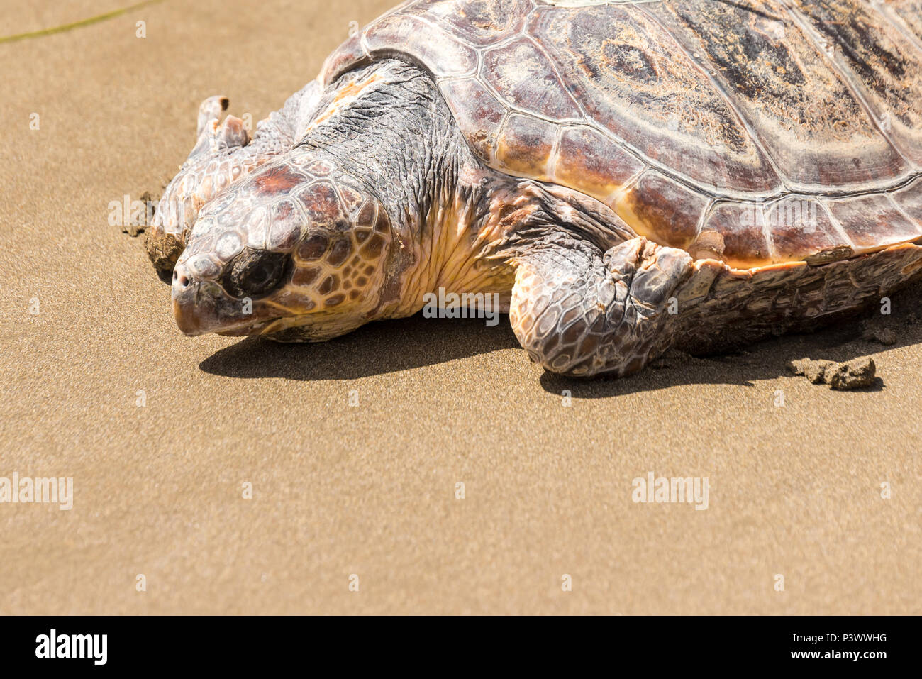 Baby sea turtles hi-res stock photography and images - Alamy