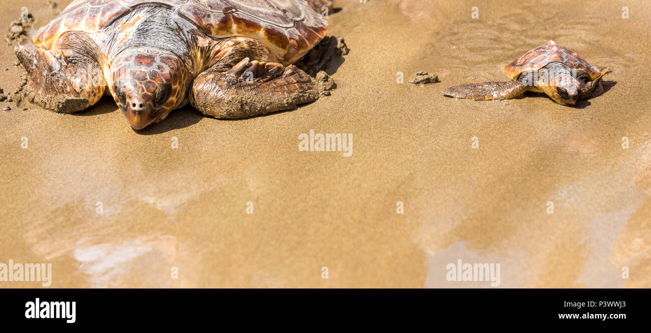 Turtle Baby with mother on beach Stock Photo - Alamy