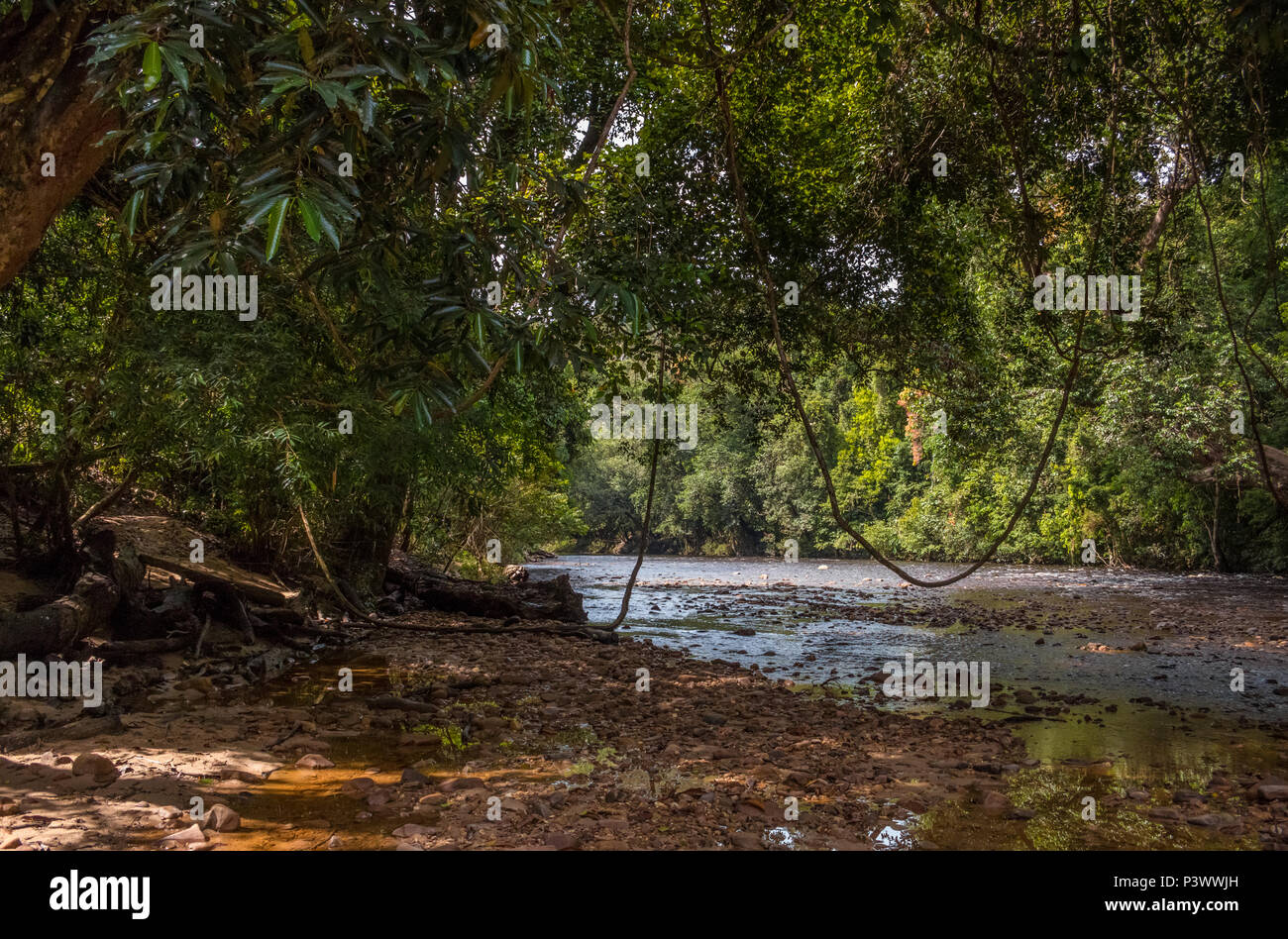 A shaded pebbly riverbank with fallen tree trunks and thick hanging ...