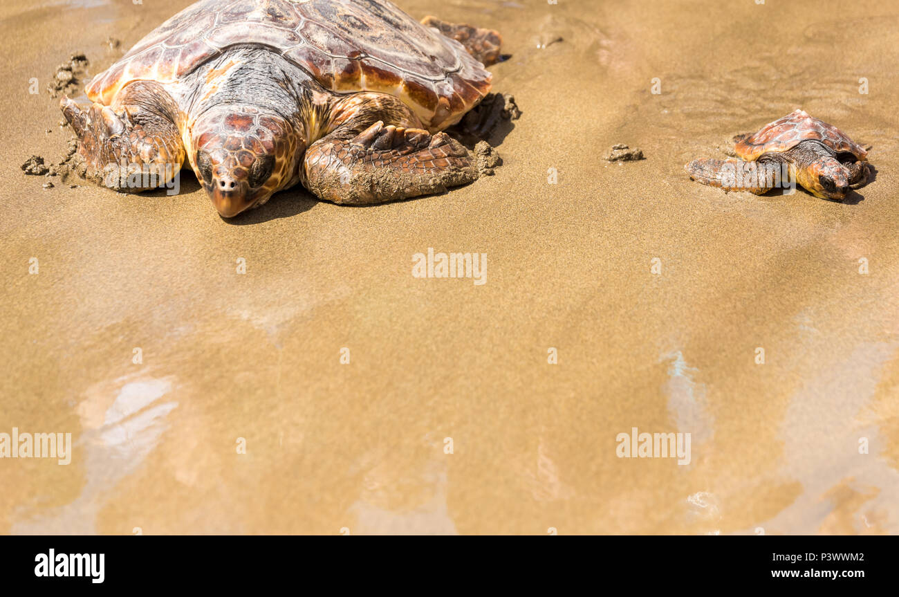 Family of sea turtles hi-res stock photography and images - Alamy
