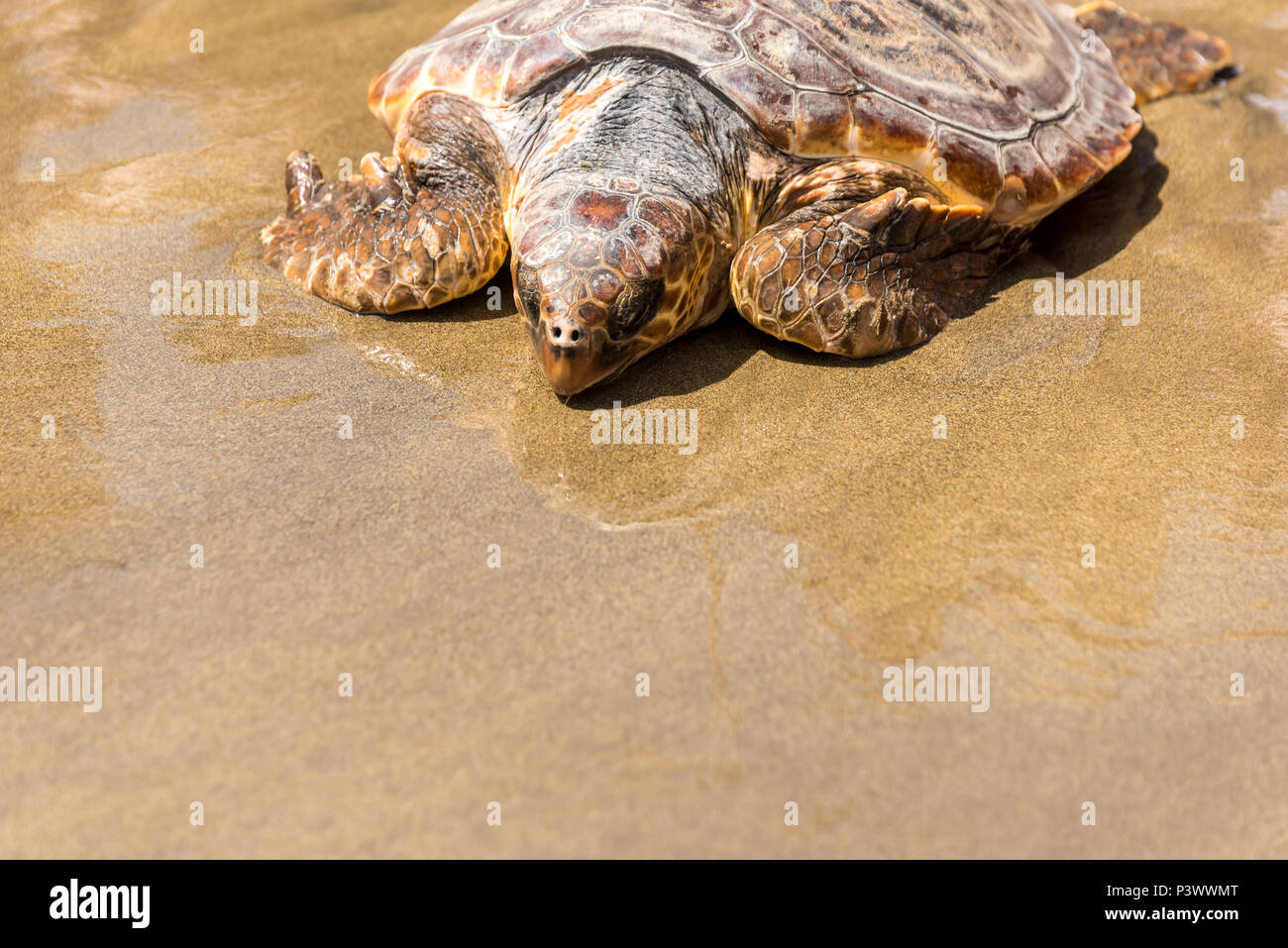 Mother sea turtle hi-res stock photography and images - Alamy