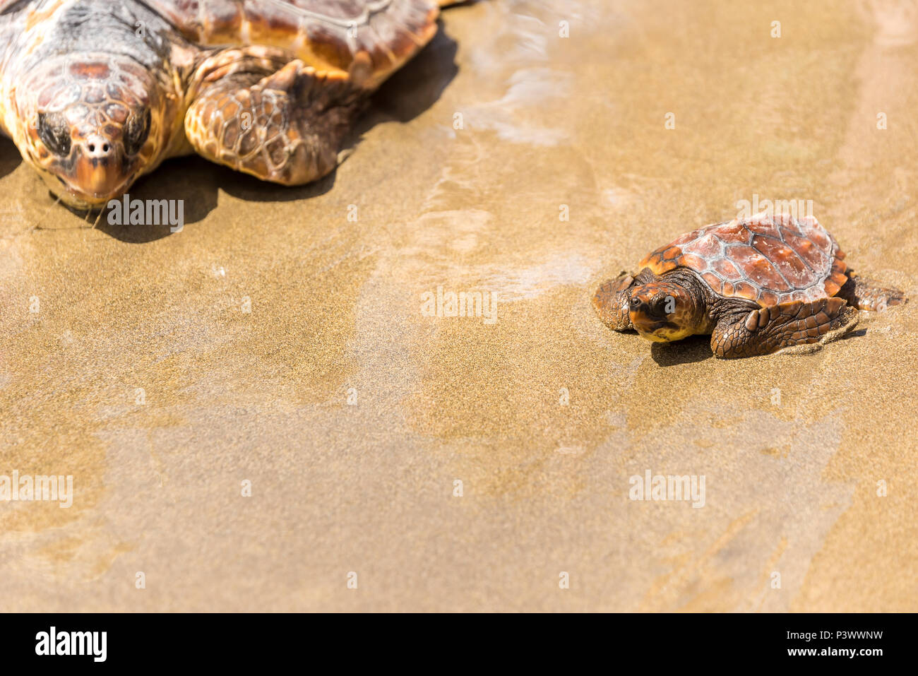 Baby turtles and mother hi-res stock photography and images - Alamy