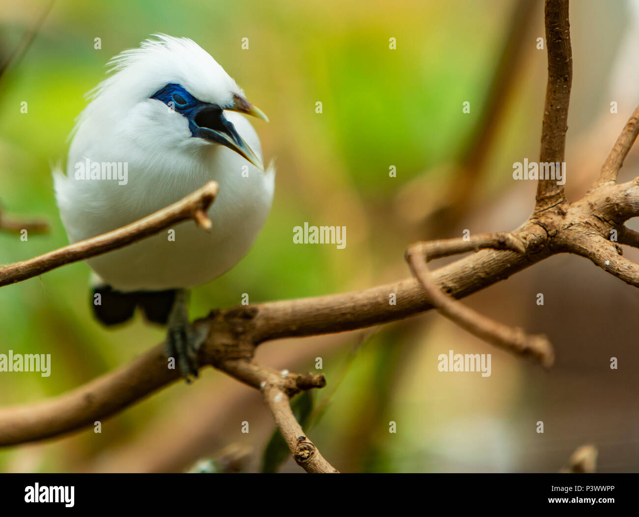 Bali myna (Leucopsar rothschildi) bird on the tree Stock Photo - Alamy