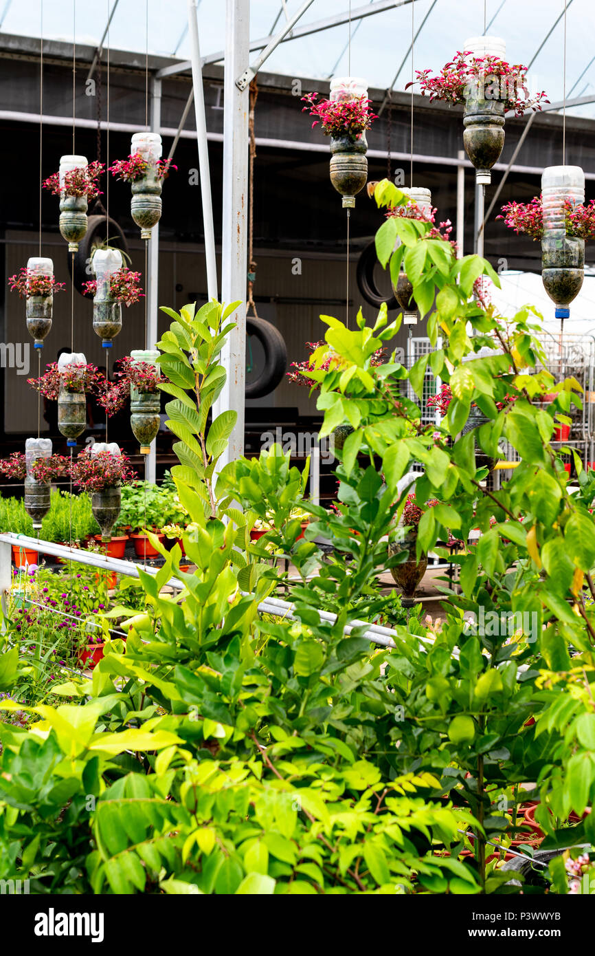 recycle plastic bottles as flower pots Stock Photo - Alamy