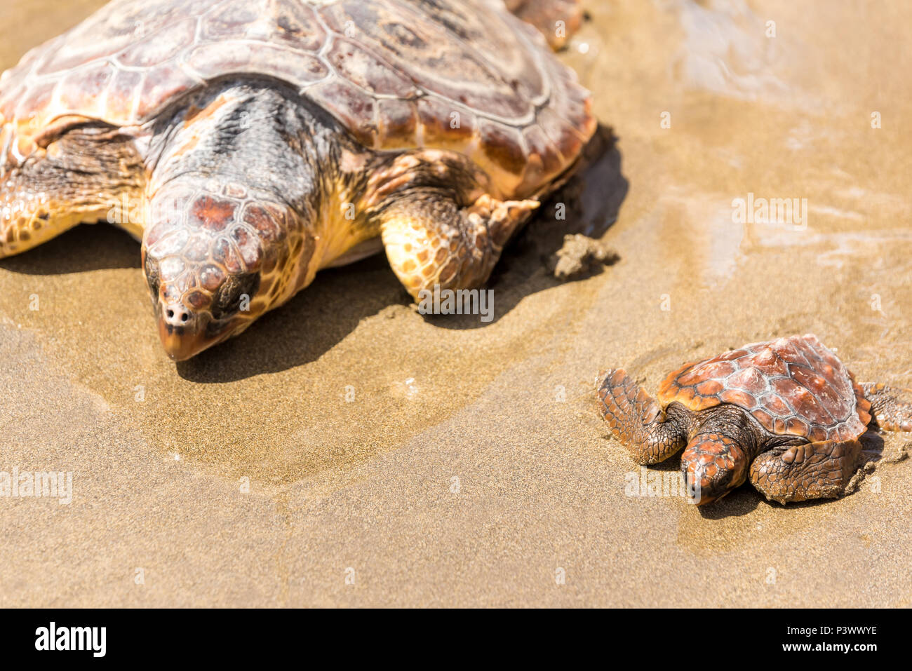 Baby Turtles And Mother High Resolution Stock Photography and Images ...