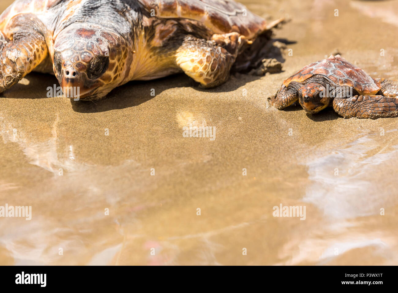 Baby leatherback turtles beach hi-res stock photography and images - Alamy