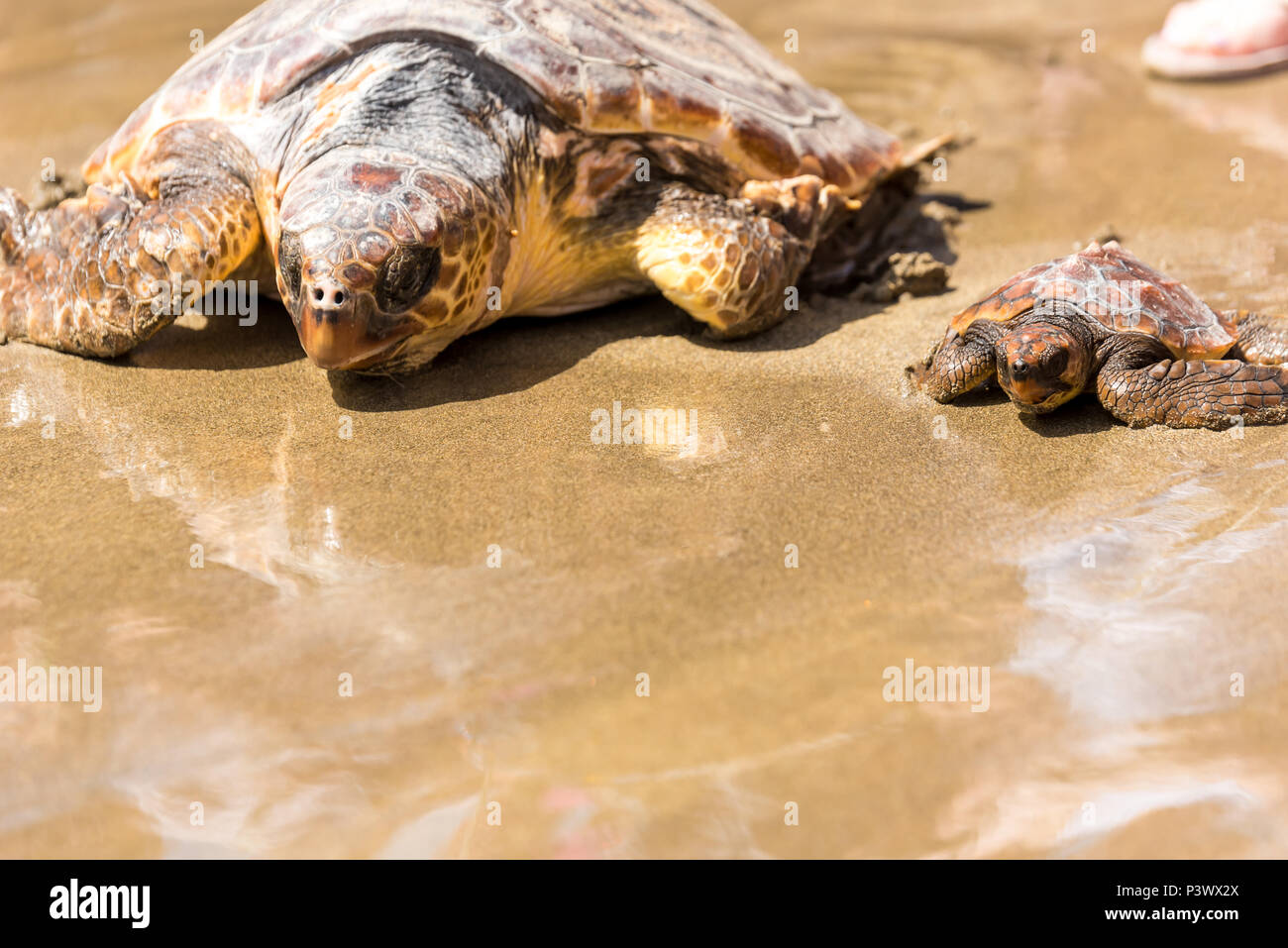 Turtle Baby with mother on beach Stock Photo - Alamy