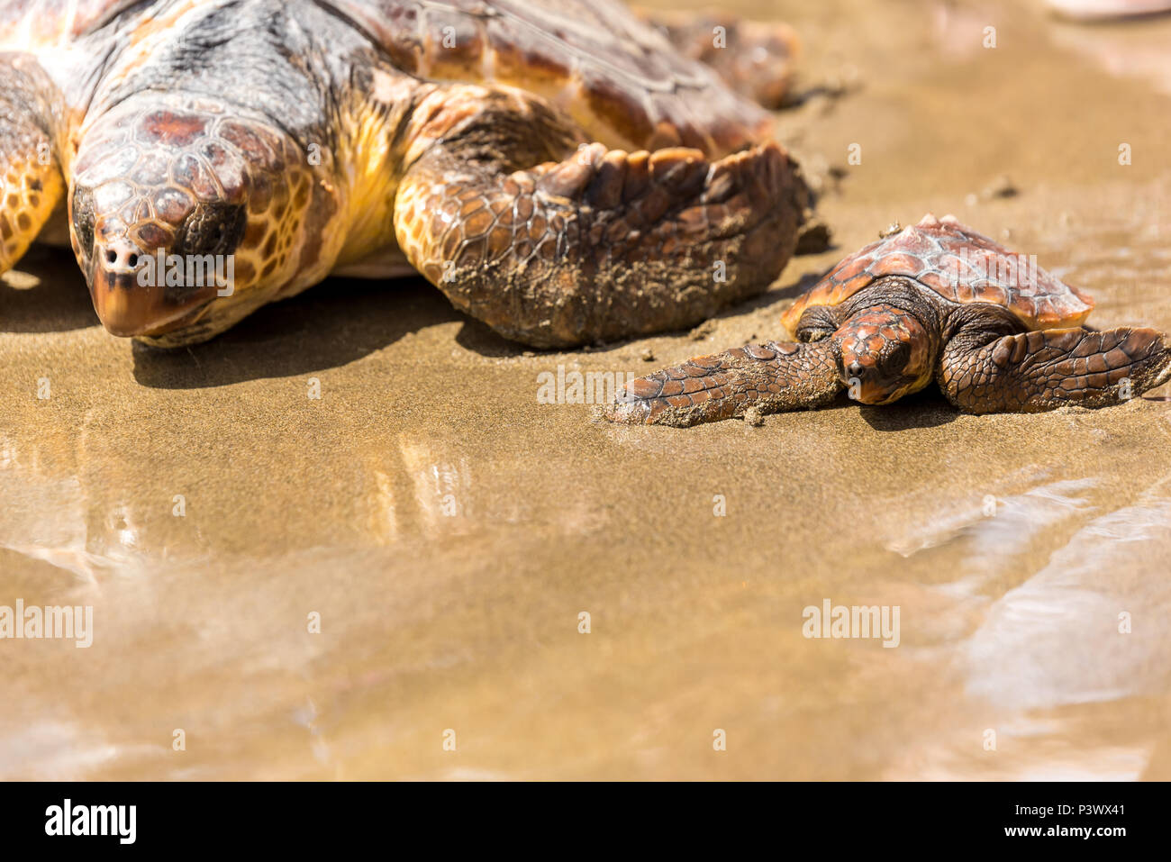 Mother sea turtles hi-res stock photography and images - Alamy