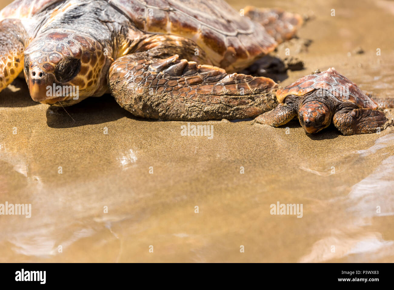 Turtle Baby with mother on beach Stock Photo - Alamy