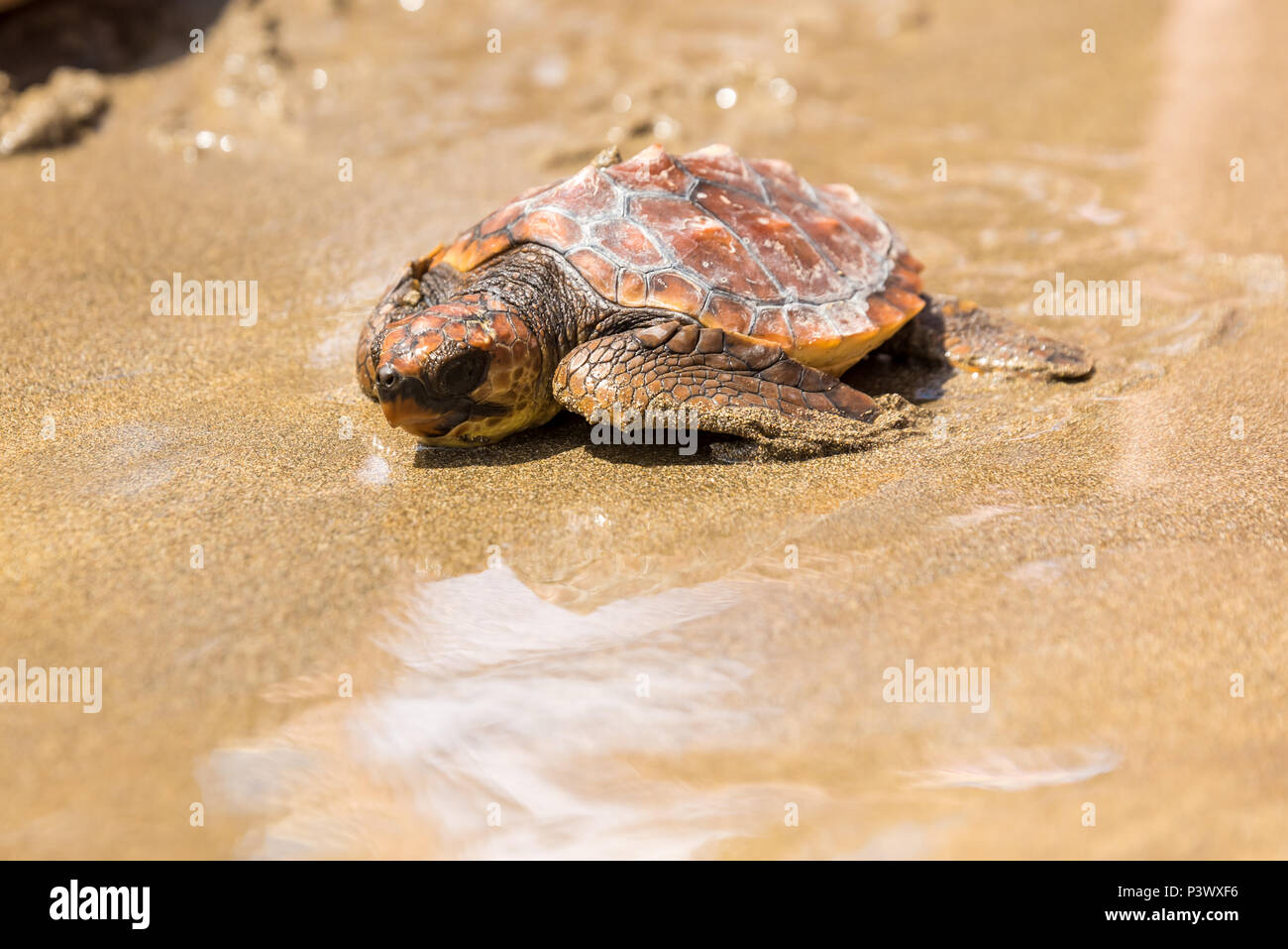 Loggerhead sea turtle hatch hi-res stock photography and images - Alamy