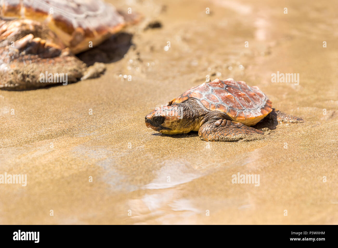 Turtle Baby with mother on beach Stock Photo - Alamy
