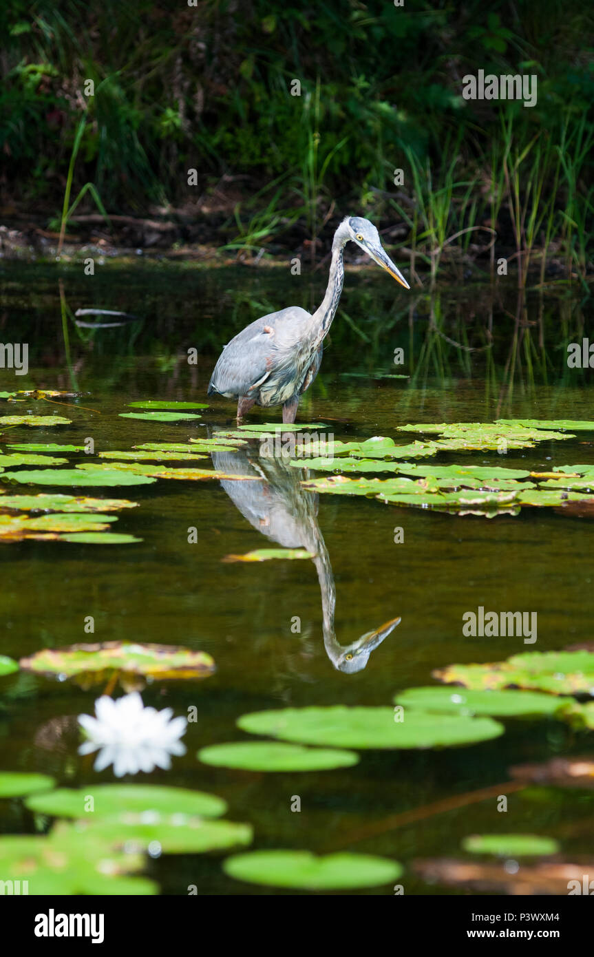 Great Blue Heron in a Marsh Stock Photo - Alamy