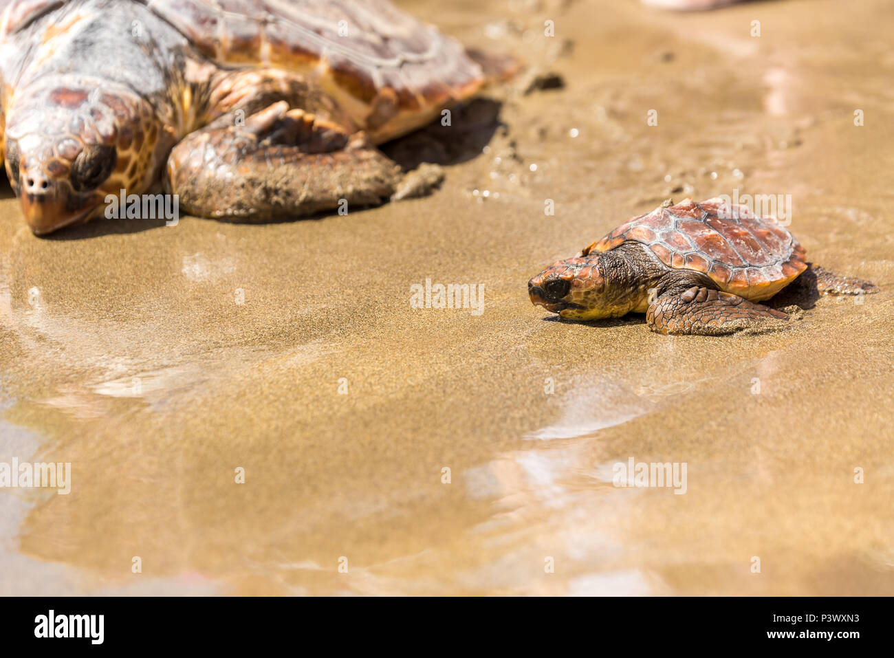 Turtle Baby with mother on beach Stock Photo - Alamy