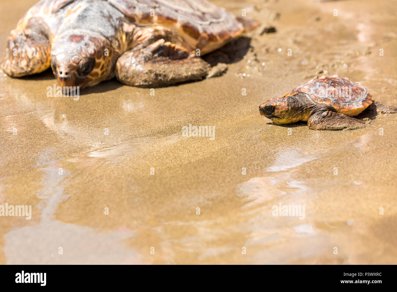 Turtle Baby with mother on beach Stock Photo - Alamy