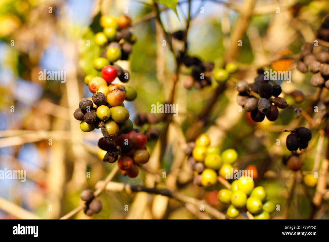 Fruto do cafe hi-res stock photography and images - Alamy