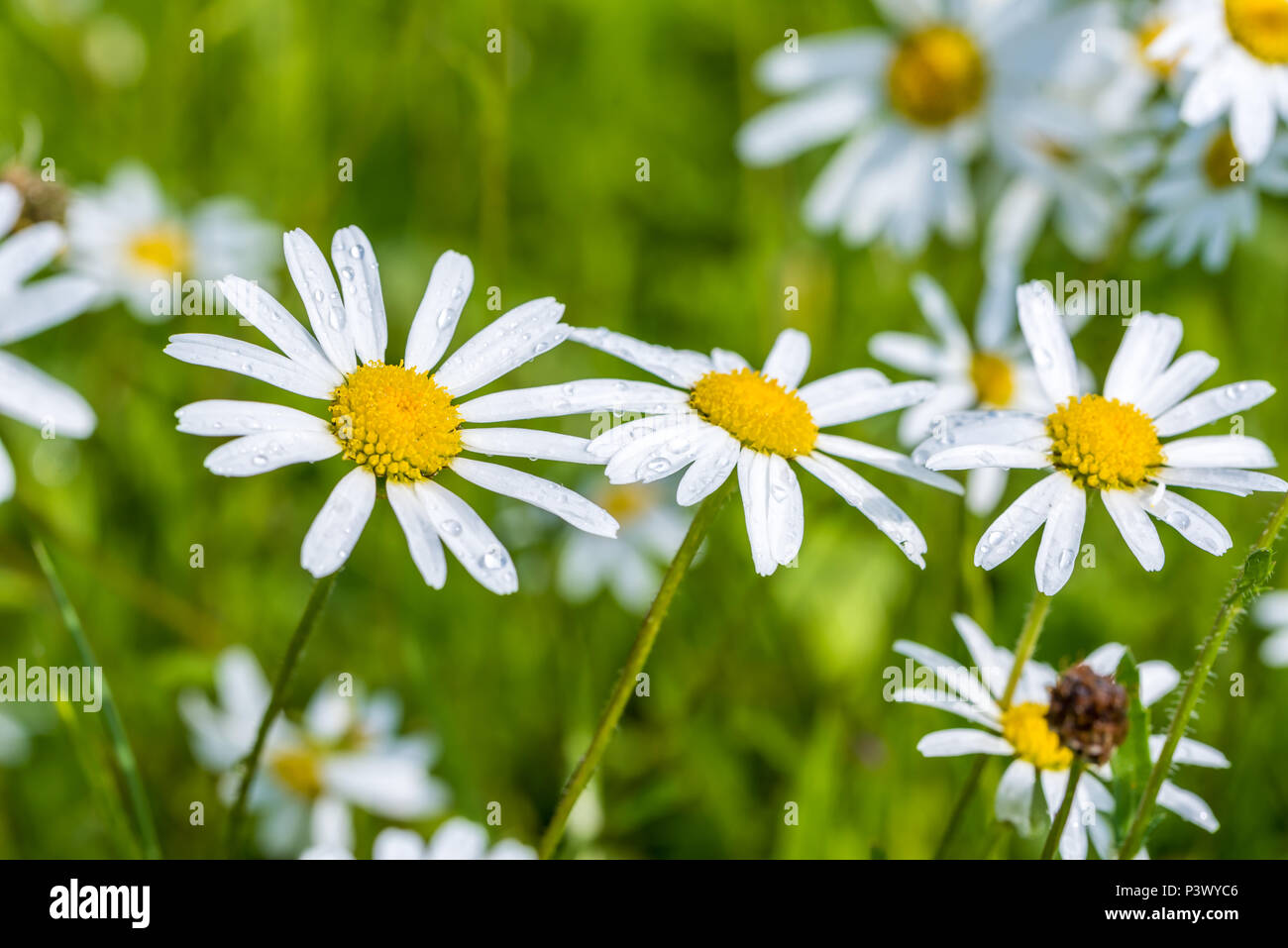 Daisy flowers with beautiful colors Stock Photo - Alamy