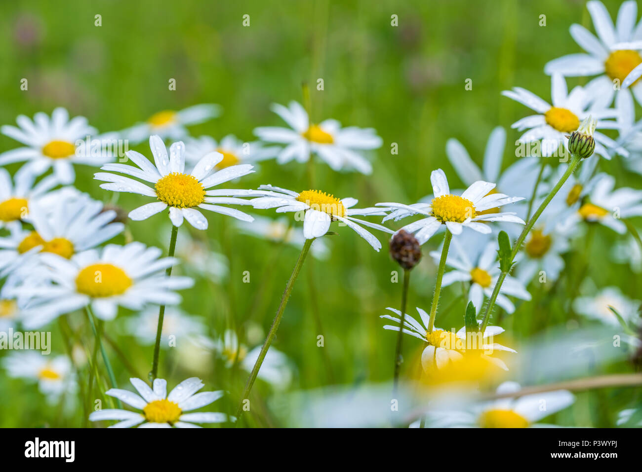 Daisy flowers with beautiful colors Stock Photo - Alamy