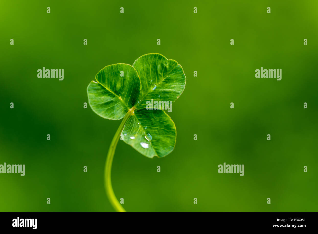 Irish Clover Wallpaper