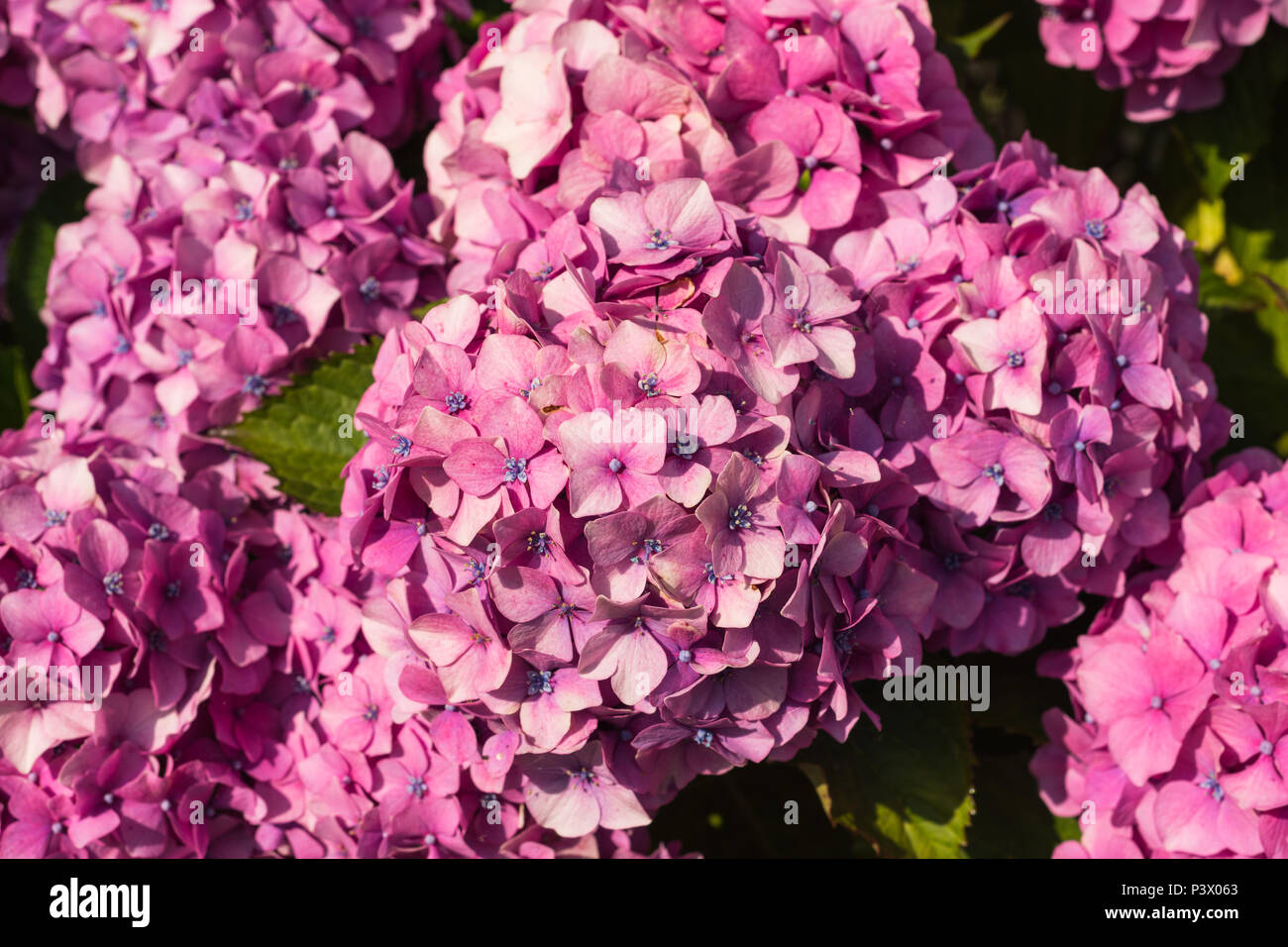 Pink Hydrangea at the garden Stock Photo - Alamy