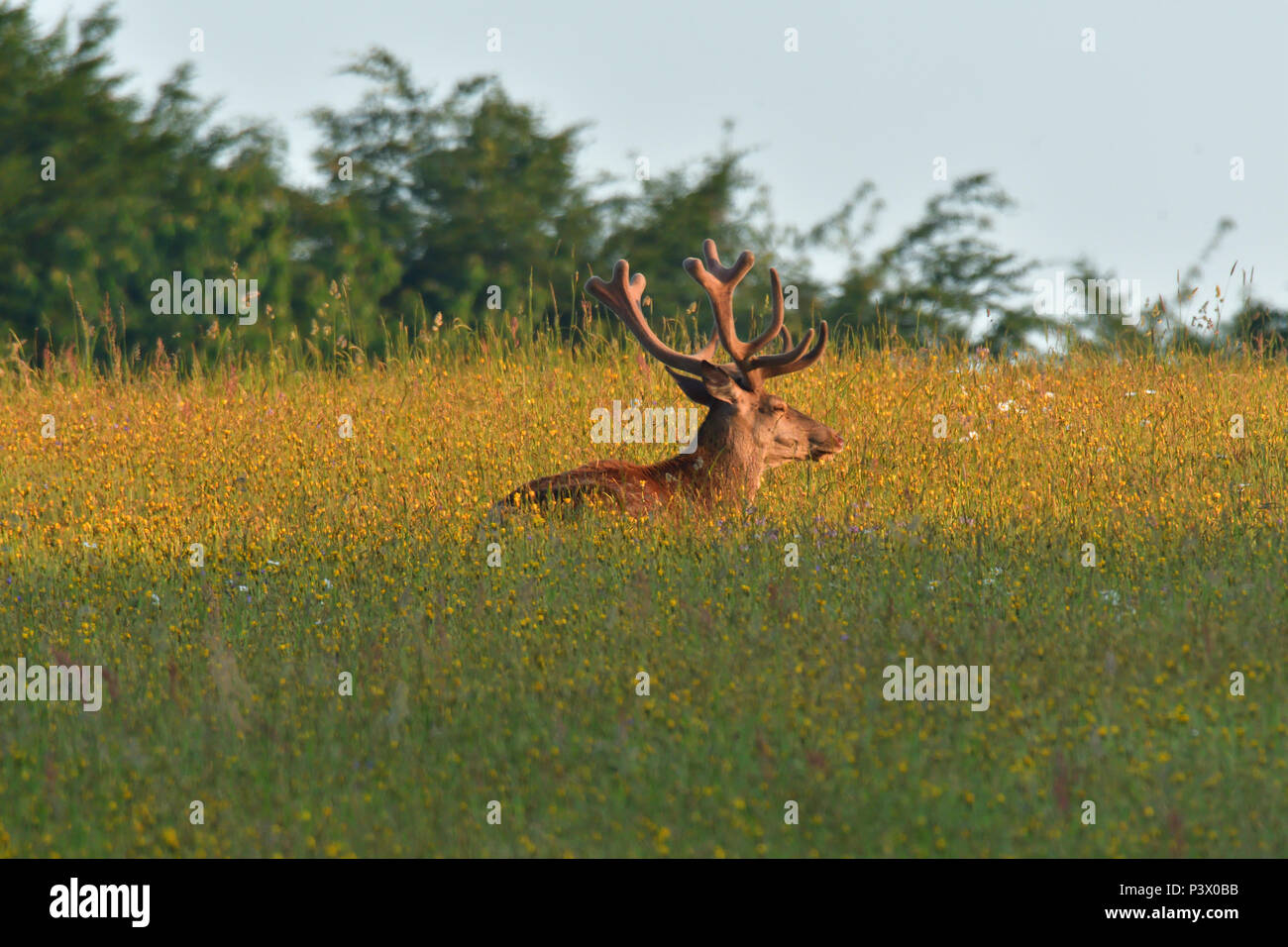 Deer stag sitting and sleeping on the meadow grass Stock Photo - Alamy