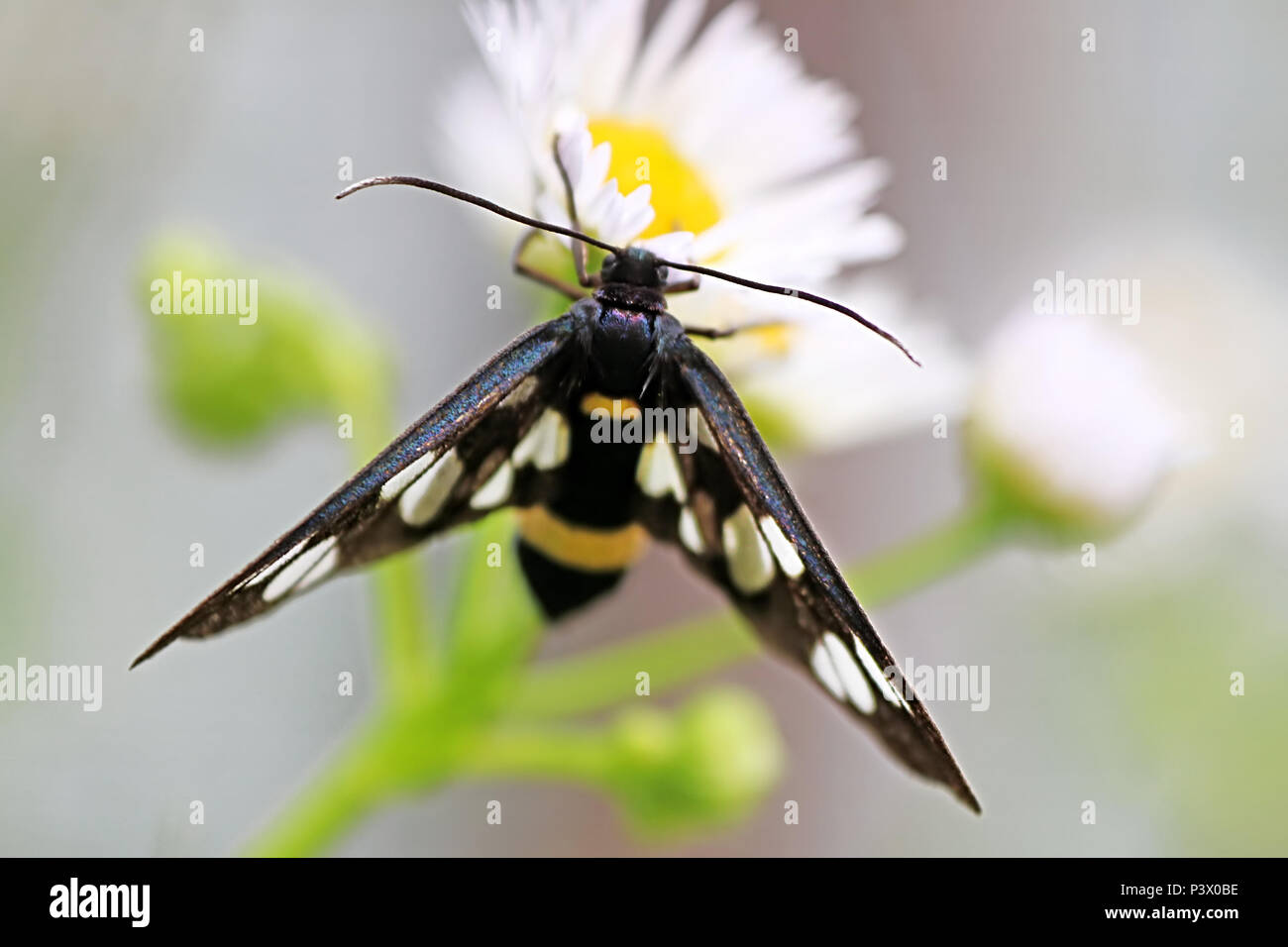 Nine-spotted moth or yellow belted burnet, Amata phegea, formerly ...