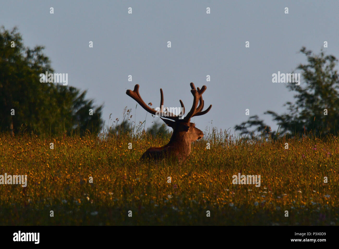 Deer stag sitting and sleeping on the meadow grass Stock Photo - Alamy