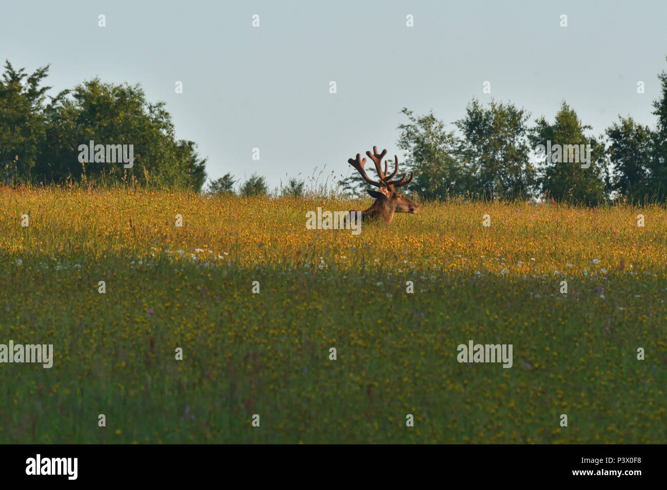 Deer stag sitting and sleeping on the meadow grass Stock Photo - Alamy