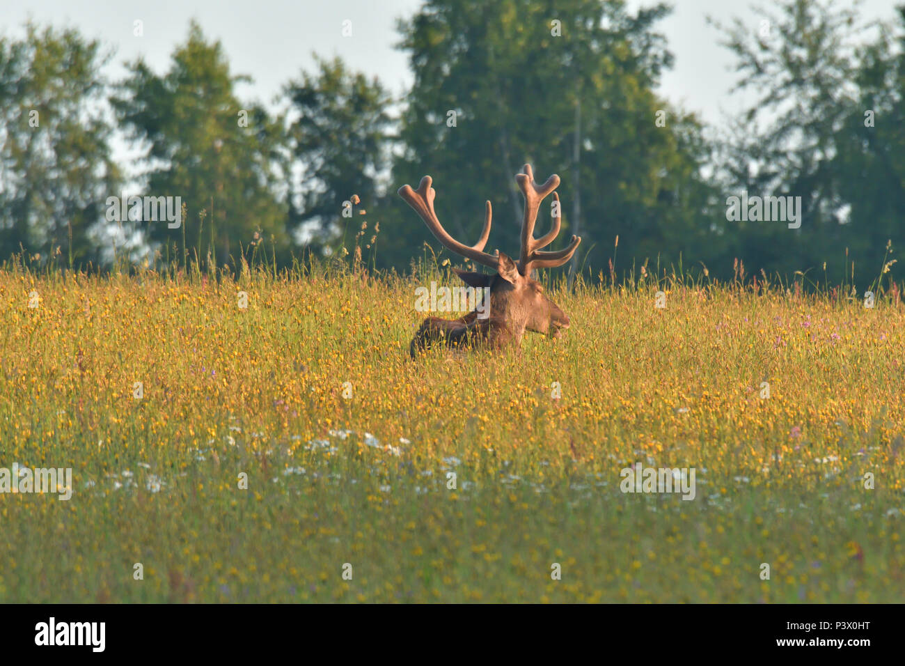 Deer stag sitting and sleeping on the meadow grass Stock Photo - Alamy