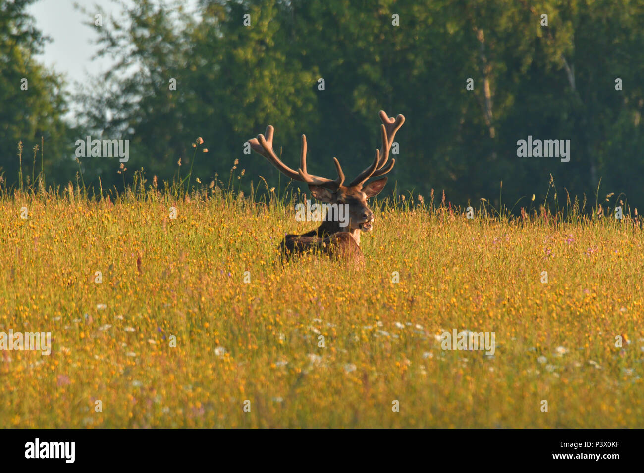 Deer stag sitting and sleeping on the meadow grass Stock Photo - Alamy